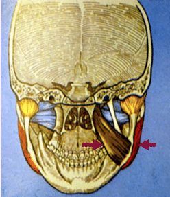 Pterygomasseteric Sling – فرهنگ تفصیلی دندان پزشکی
