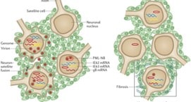 Neurotrophism – فرهنگ تفصیلی دندان پزشکی