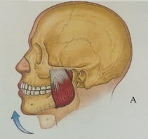 Elevator Muscles of Mandible – فرهنگ تفصیلی دندان پزشکی