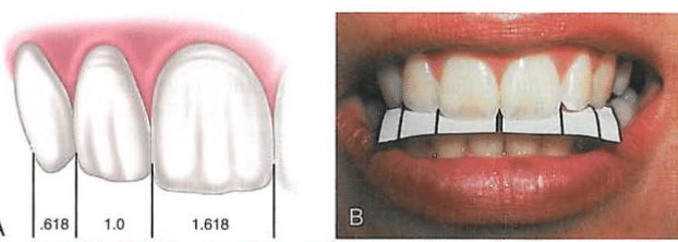 Rule of golden proportion – فرهنگ تفصیلی دندان پزشکی